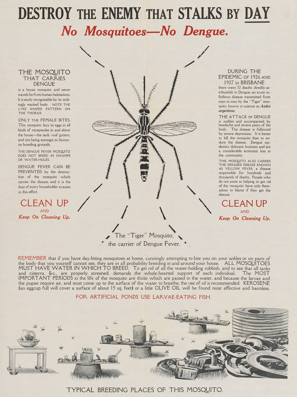 How Did Dengue Get Its Name? | Think Global Health
