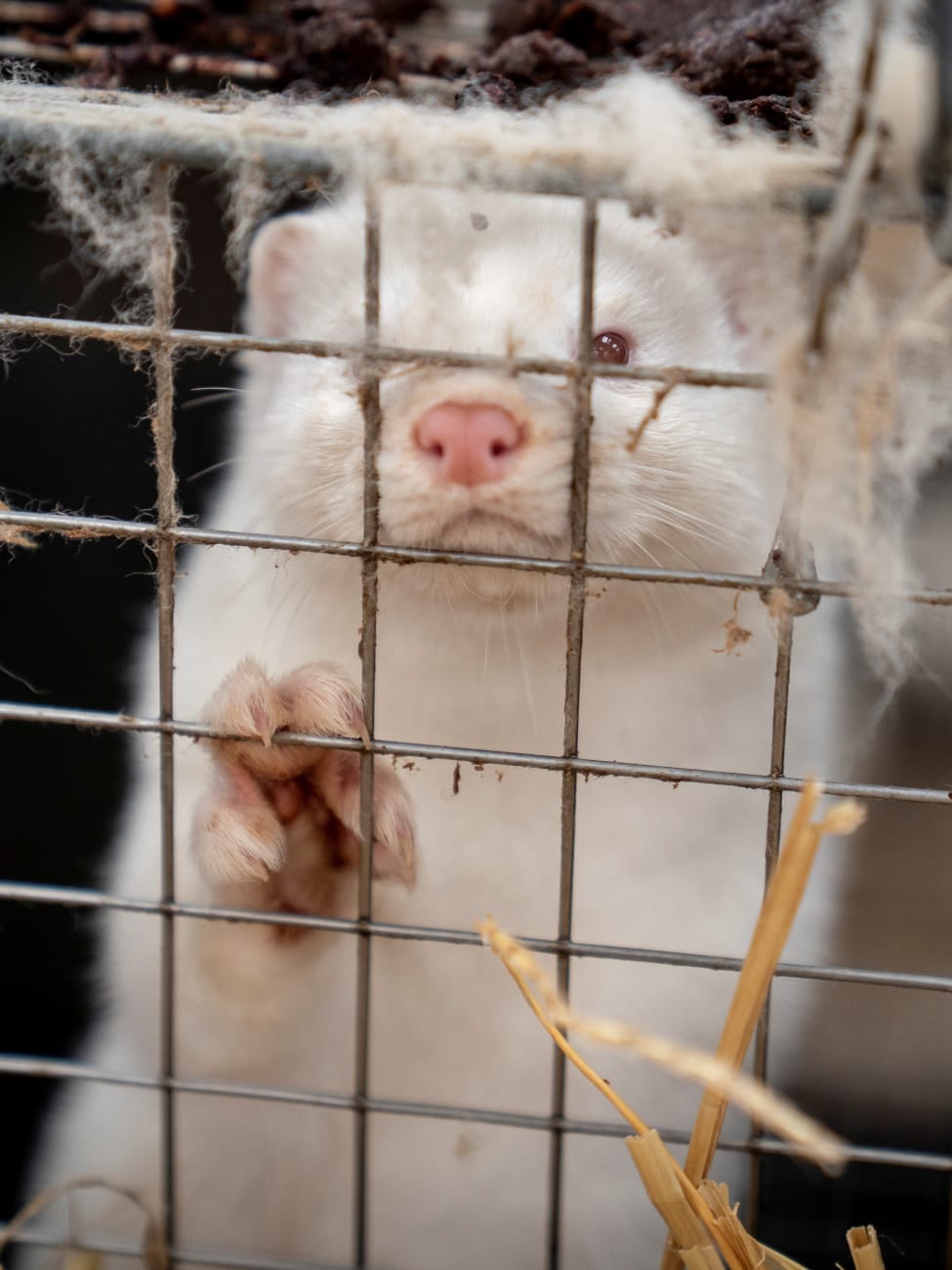 Limited Information Hampers Understanding of U.S. Farmed Mink Outbreaks ...